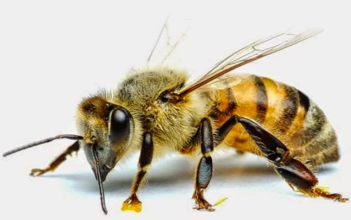 Associação Apícola do Minho: Formação Apícola (APIMIL 2015)