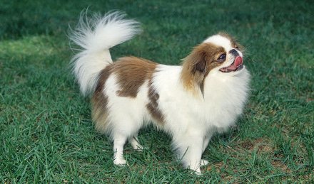 Conociendo al Chin o Spaniel Japonés | Blog Perro