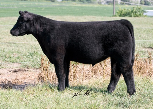 RCC Blog: Baughman Show Cattle