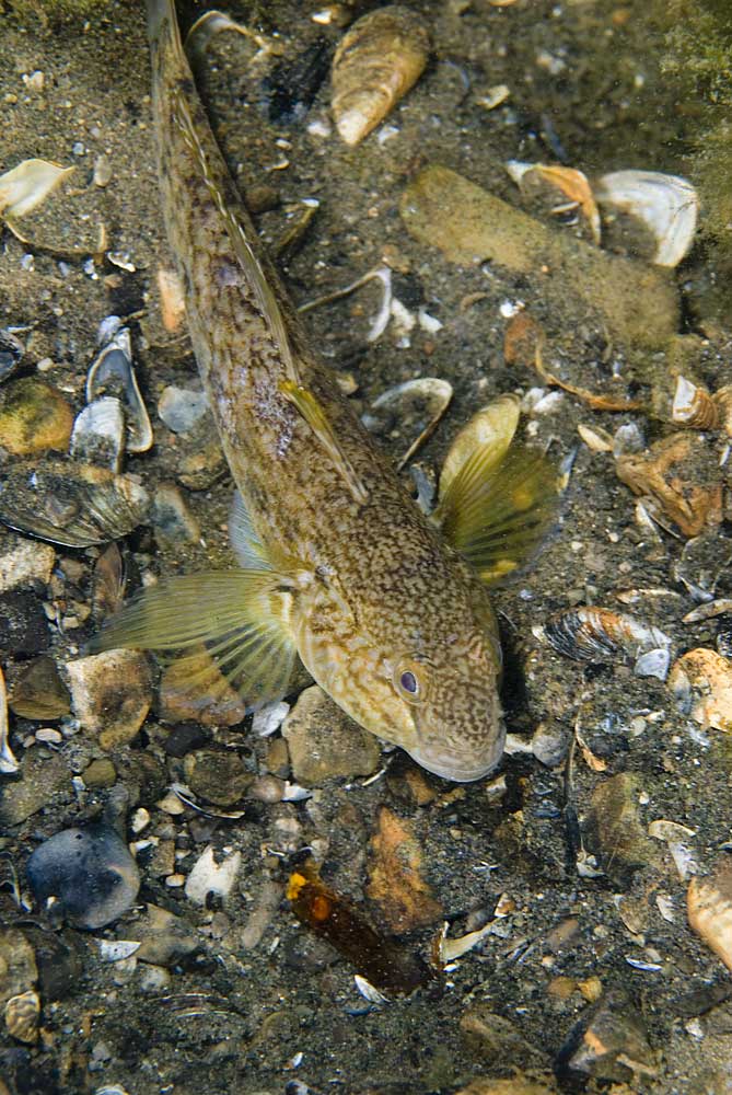 Inland Seas Ship's Blog: Round Goby Invades Streams