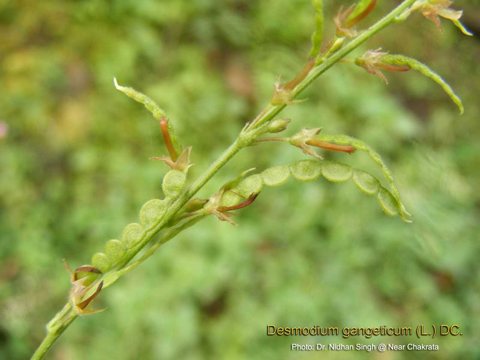 Medicinal Plants: Desmodium gangeticum Shalaparni dhruva dirghamoola