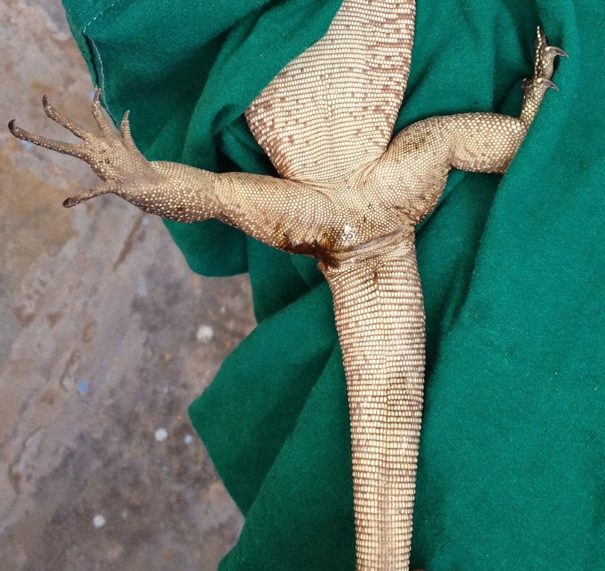 Wings & Fangs Conservation Trust: Monitor lizard ( goh,gho )