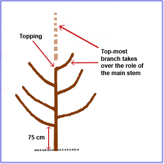 Durian Info: Pruning and Training The Durian