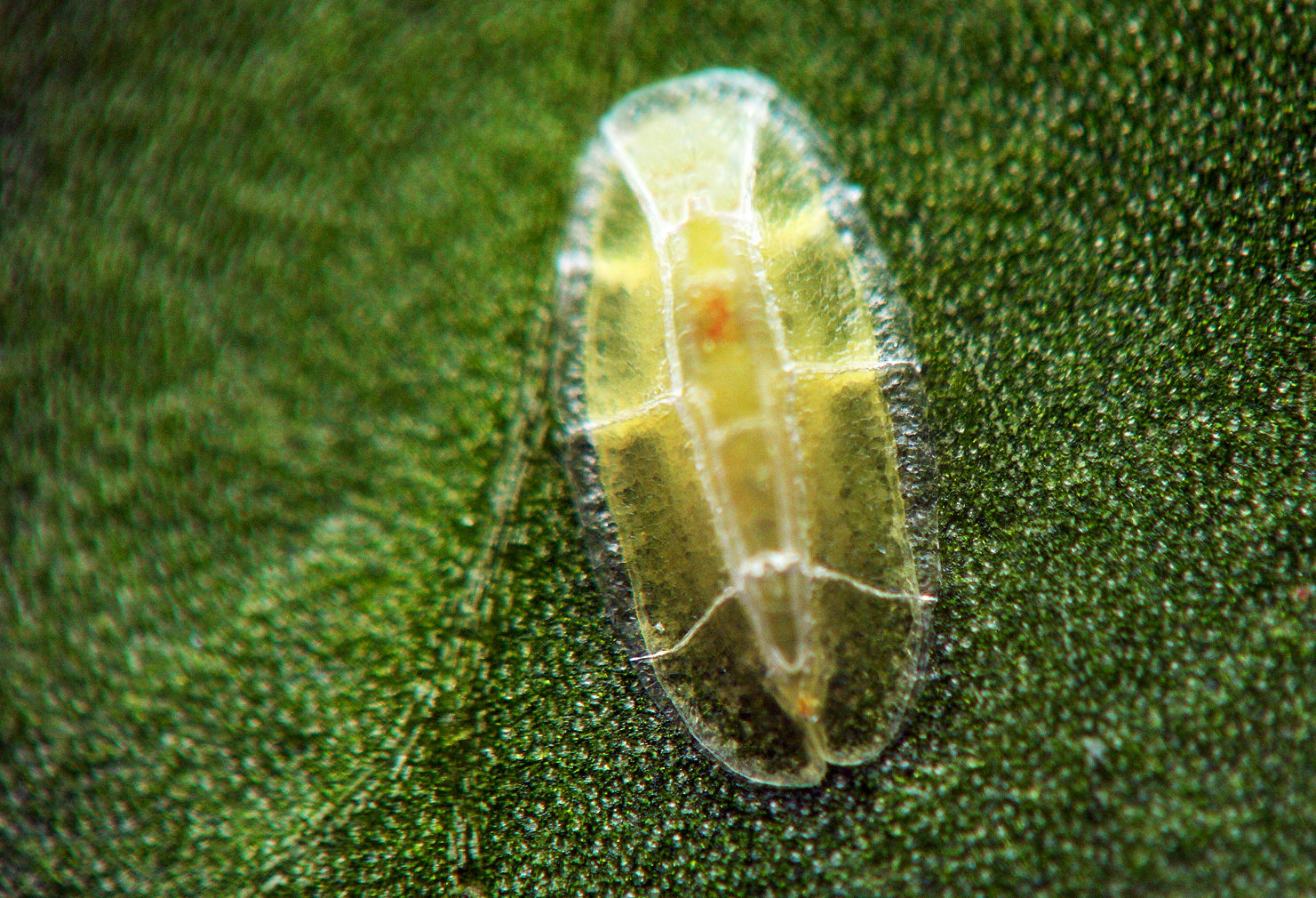 JJ's Photographic nature blog: March 2013