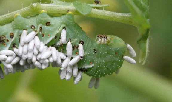 Curiosidades De La Vida: Cortesia Glomerata, la "alien" de los insectos ...