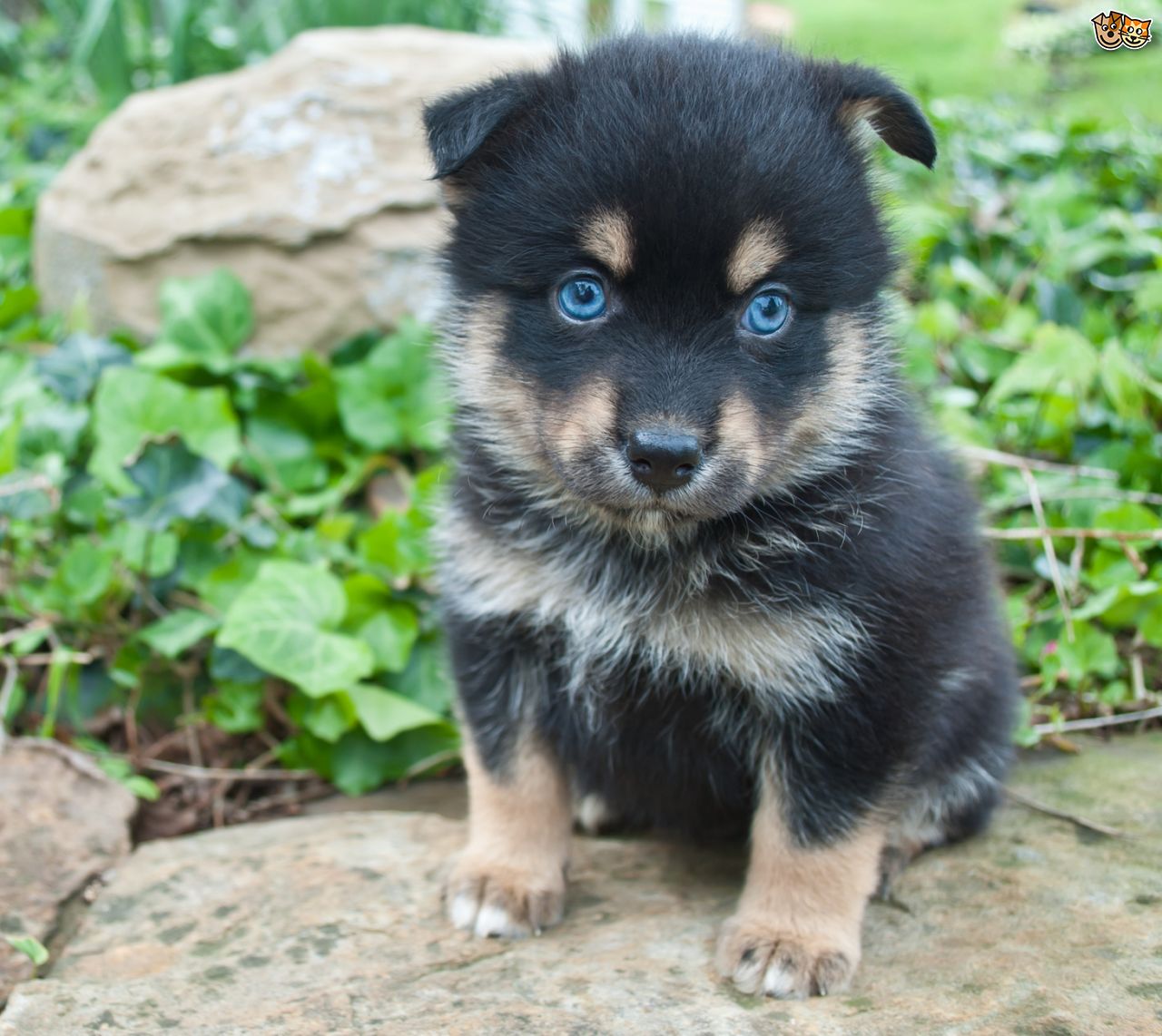 Everything about your Pomsky - Luv My Dogs