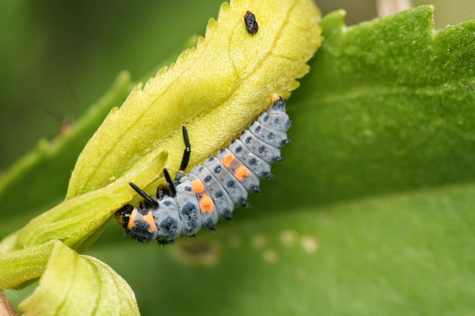 Salt marsh entomologist blog: Aphids and their predators on marsh elder ...