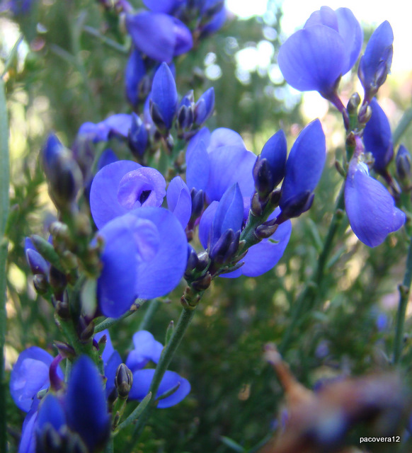 CHUSAY2: POLYGALA MICROPHYLLA L.
