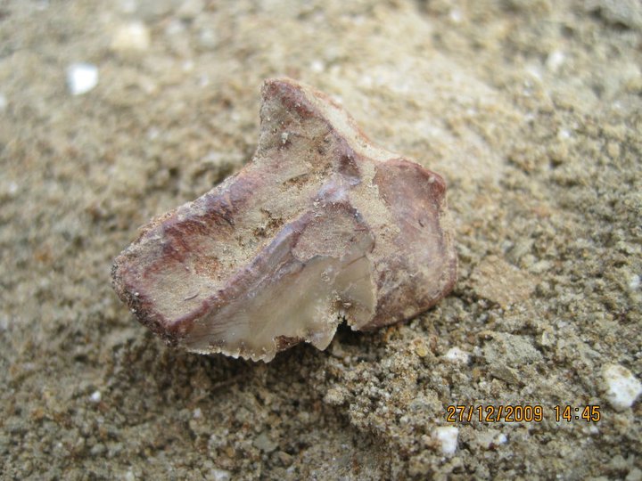 Biodiversity of Cyprus by NGO Protection of the Natural Heritage and ...