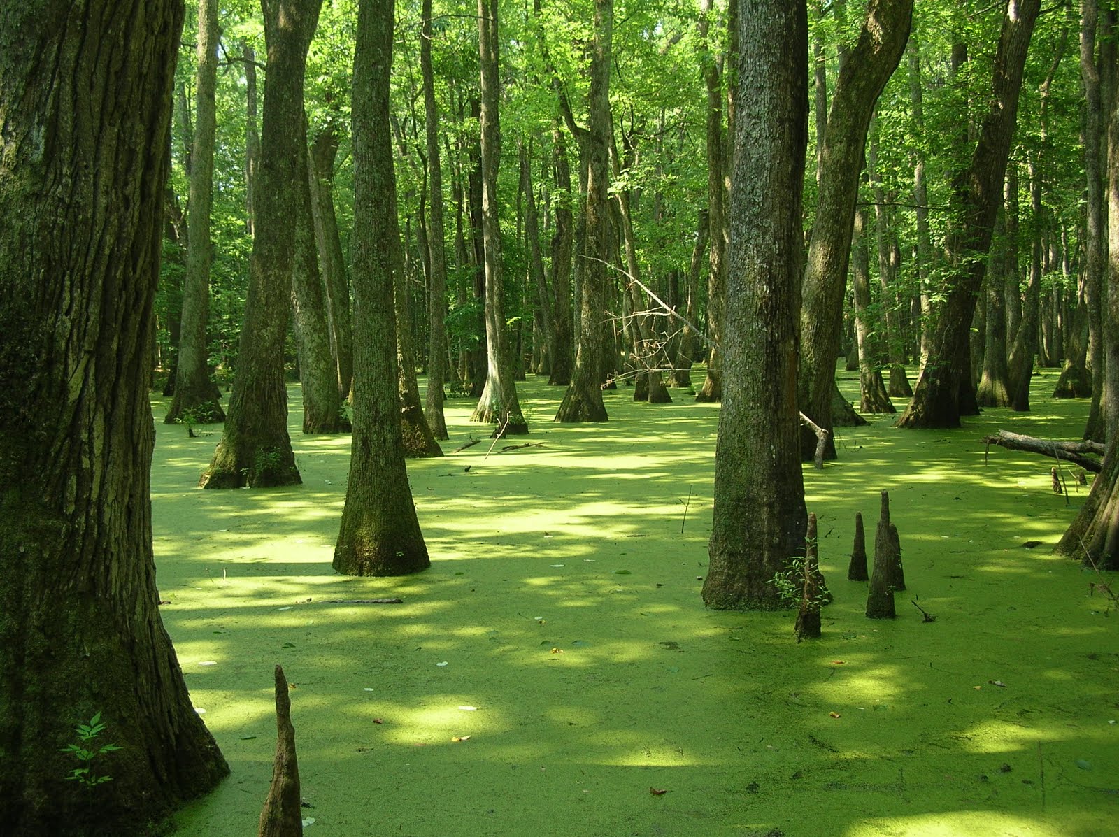 Raewyn's Poetic Journey & Trees for Travel: Love and Greenery