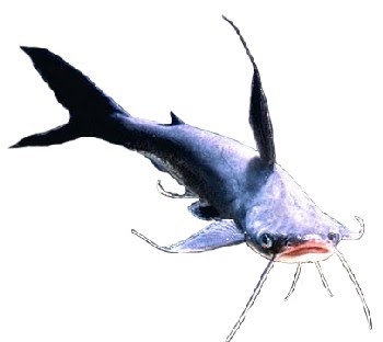 BAGRE BANDEIRA (Bagre marinus) | Klima Naturali™