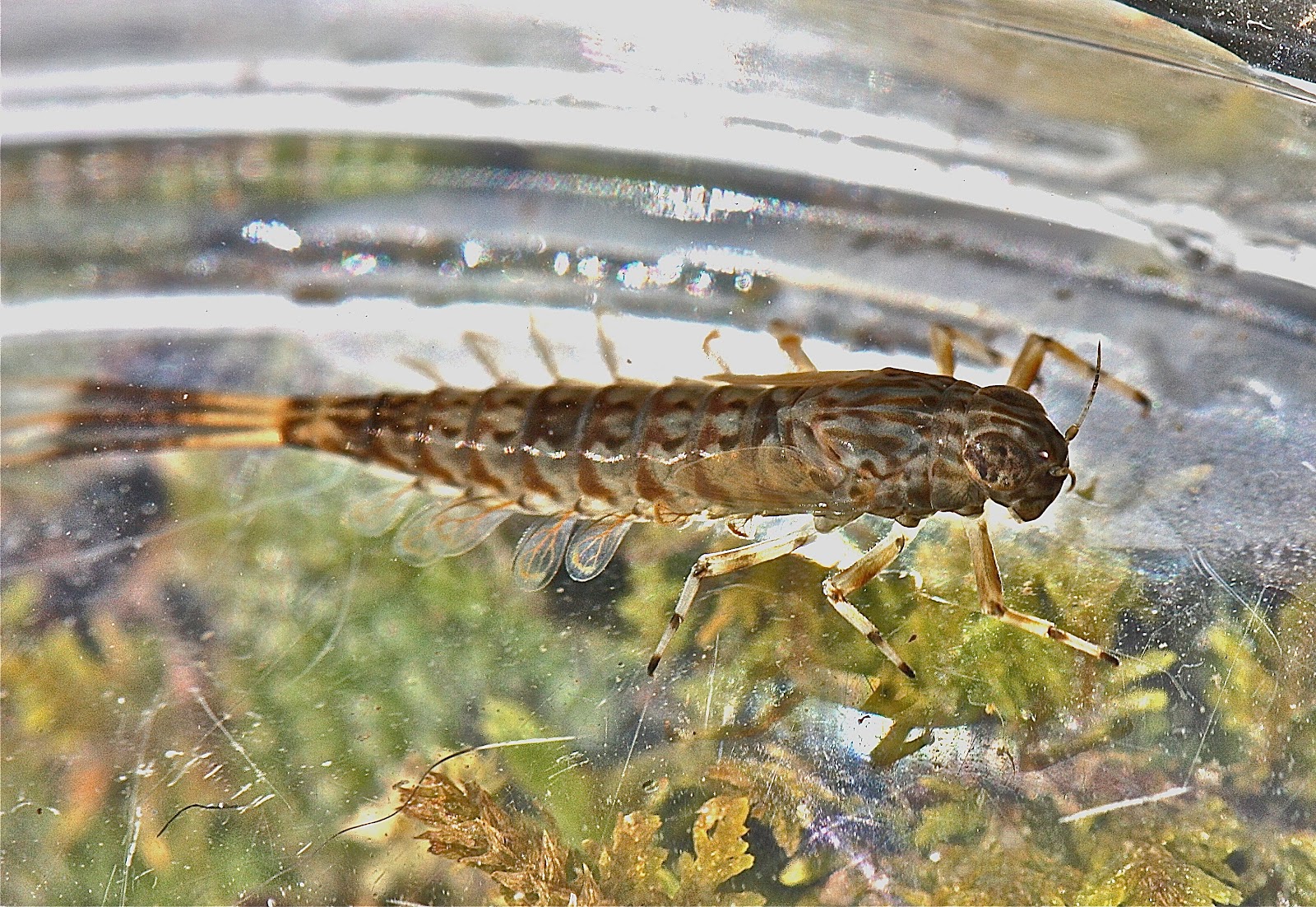 Aquatic Insects of Central Virginia: EPT Species List of Central ...