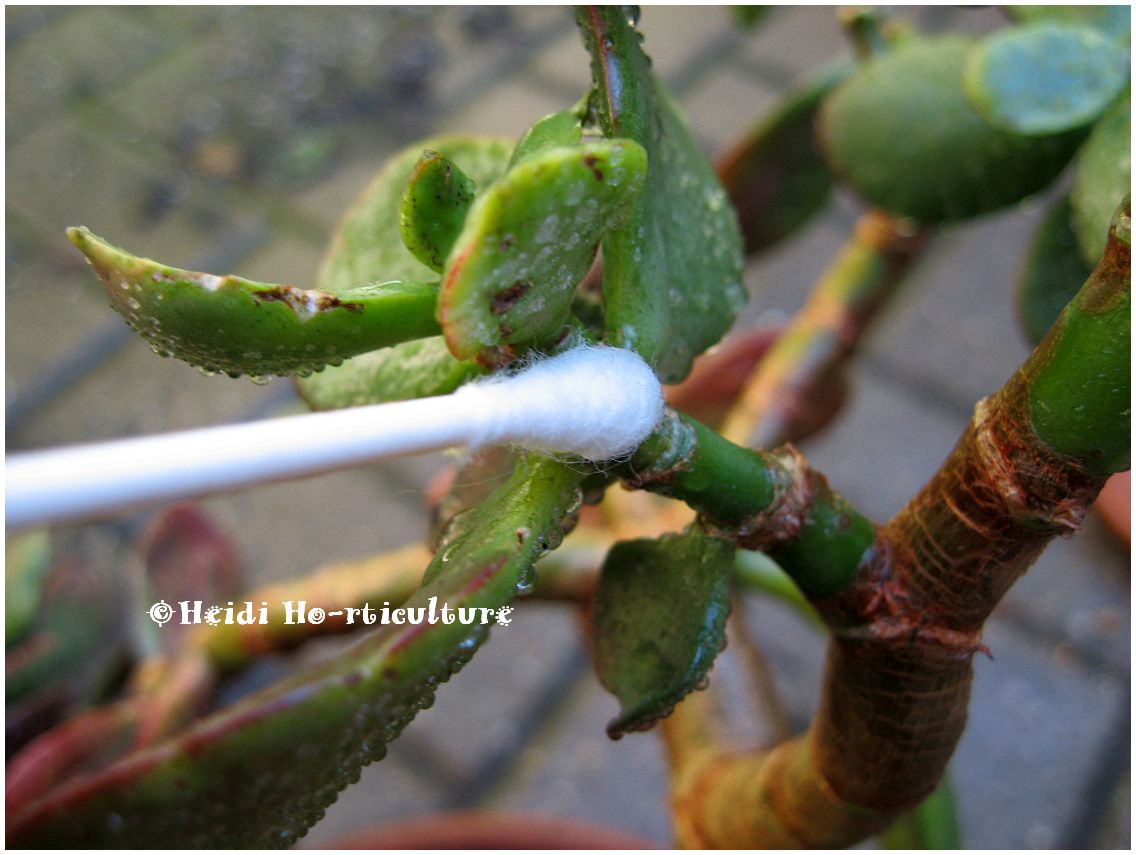 Heidi Horticulture: Common House Plant Pests - Part 4: Mealybugs ...