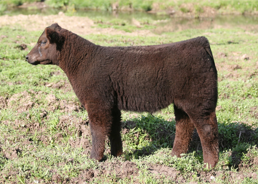 Lautner Farms: Unstoppable Bull Calf - Sinclair Cattle Co - Indiana