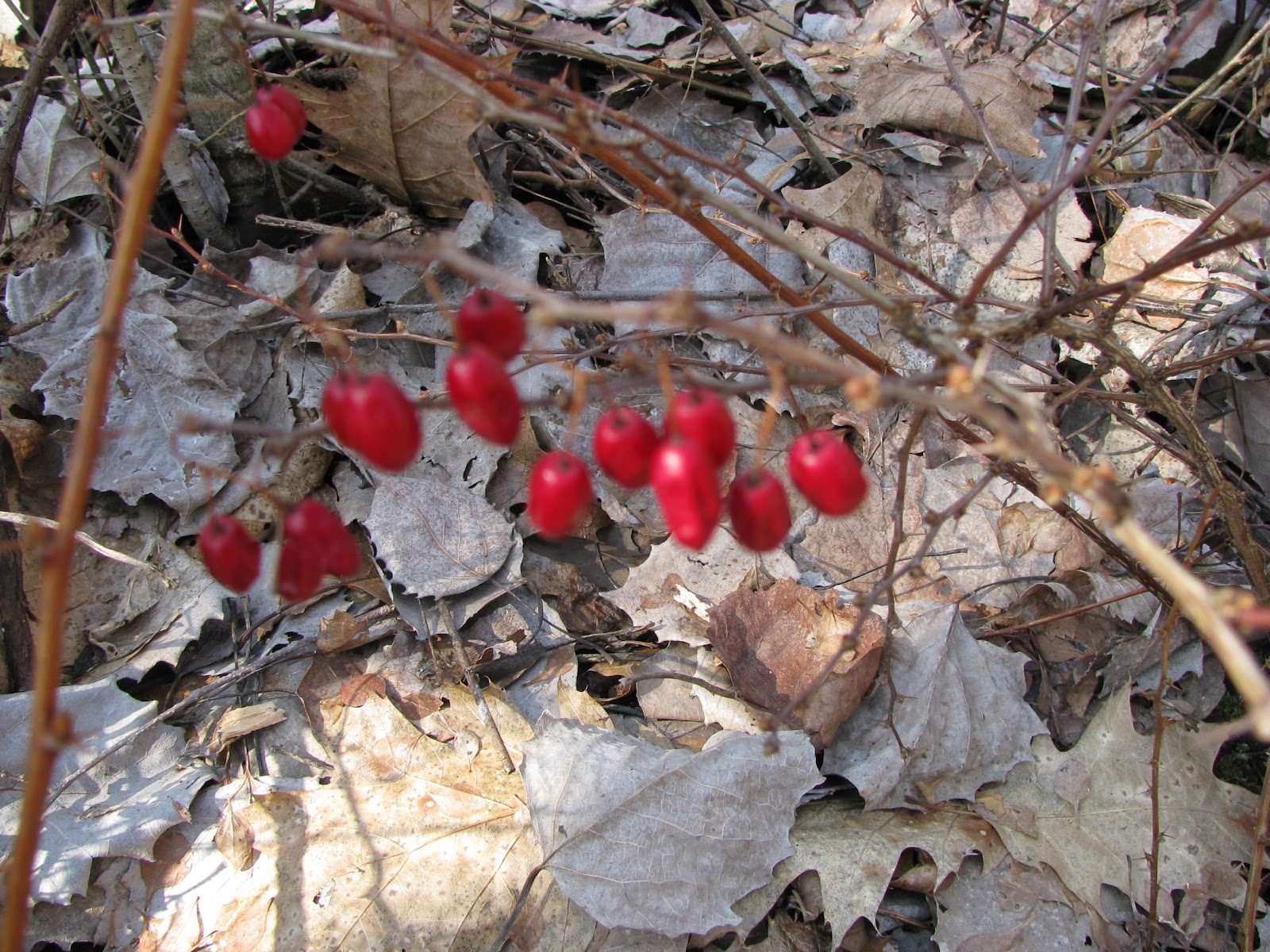 Living On Da Hedge: Wild Medicinal: Barberry Root