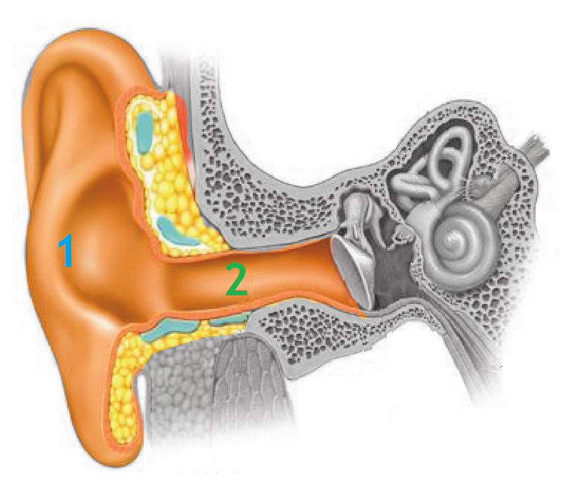 Anatomofisiología del Oído: Oído Externo ~ Audiología didáctica para ...
