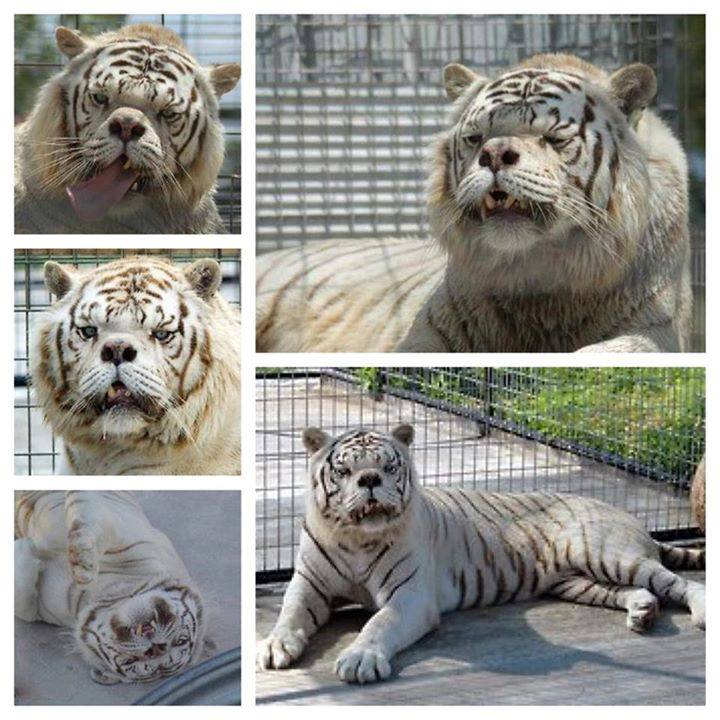 Life Style: Meet Kenny, An Inbred White Tiger