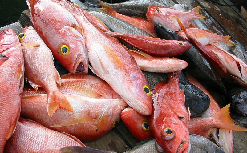Red Snapper Suppliers, Buy Whole Red Snapper, Red Snapper Size, Red ...