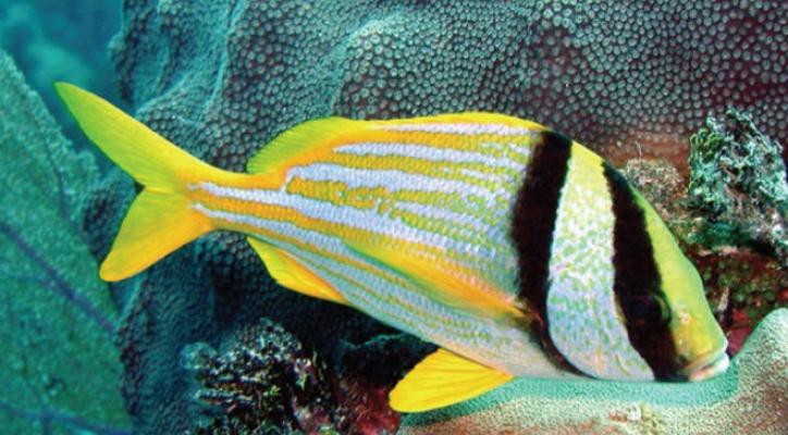 .: EN COSTAS DE BARAHONA LOS HAY! Los 10 fabulosos peces que puedes ...