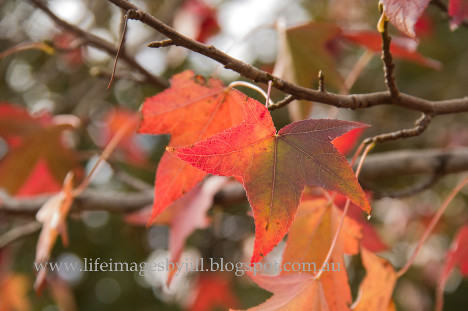 Life Images by Jill: Autumn in Western Australia, Golden Valley Tree ...