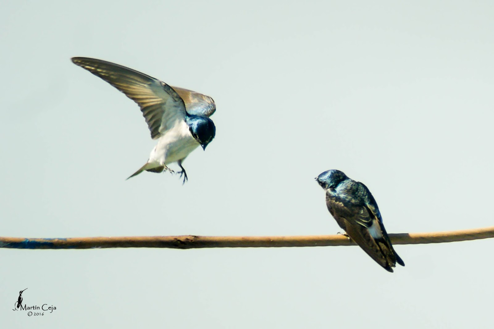 CEJA | Fotografía: Golondrina Manglera - Mangrove Swallow (Tachycineta ...