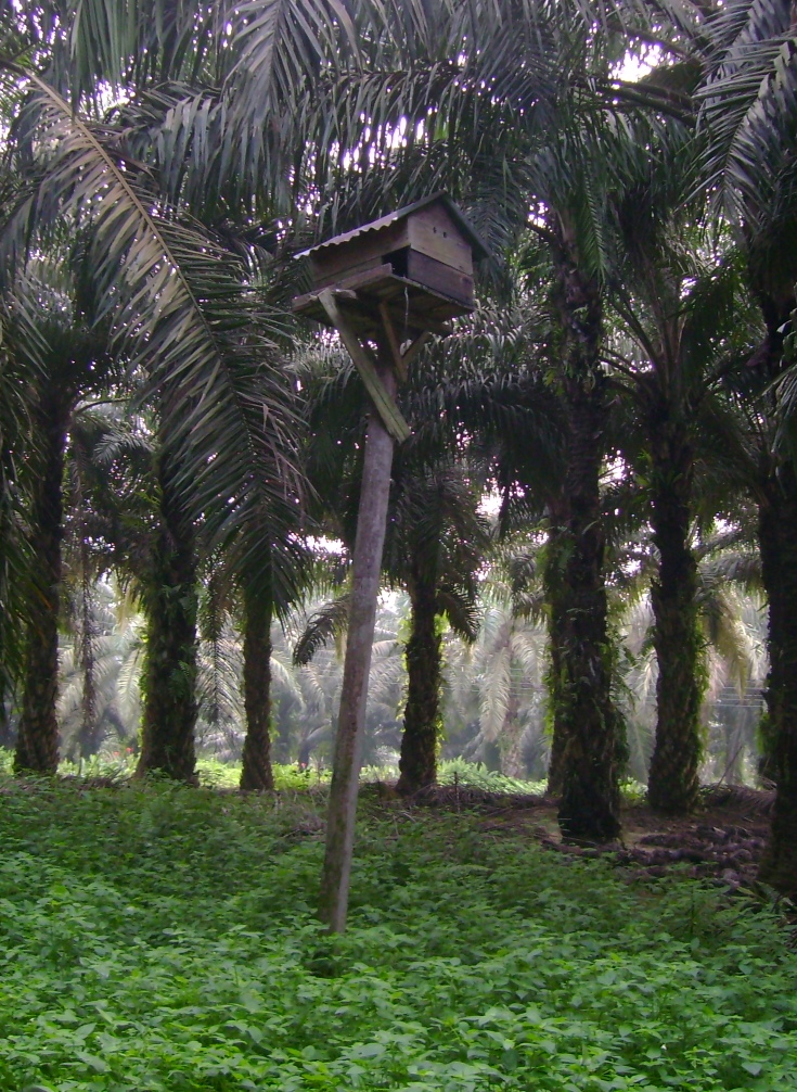 TRAKSI PERKEBUNAN: MODIFIKASI KANDANG BURUNG HANTU DENGAN TIANG BESI ...