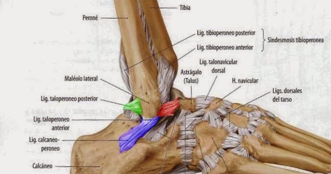 BIOMECÁNICA: ARTICULACION SUBASTRAGALINA