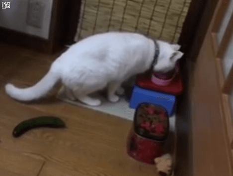 GIF World: 11 Hilarious Cat Reaction GIFs (feat.cucumber)