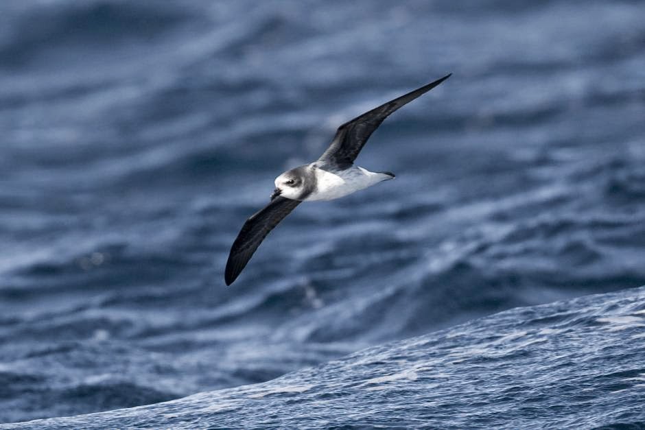 Argentina nativa: Petrel collar gris (Pterodroma mollis)