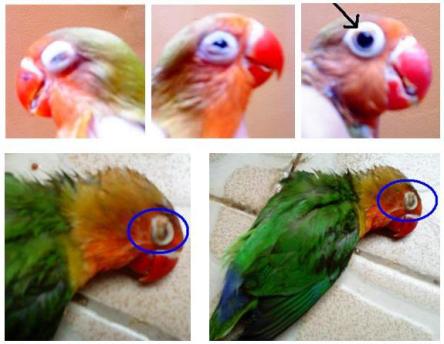 Tips Jitu Perawatan Burung Terkena SNOT Pada Mata | Raja Gantang