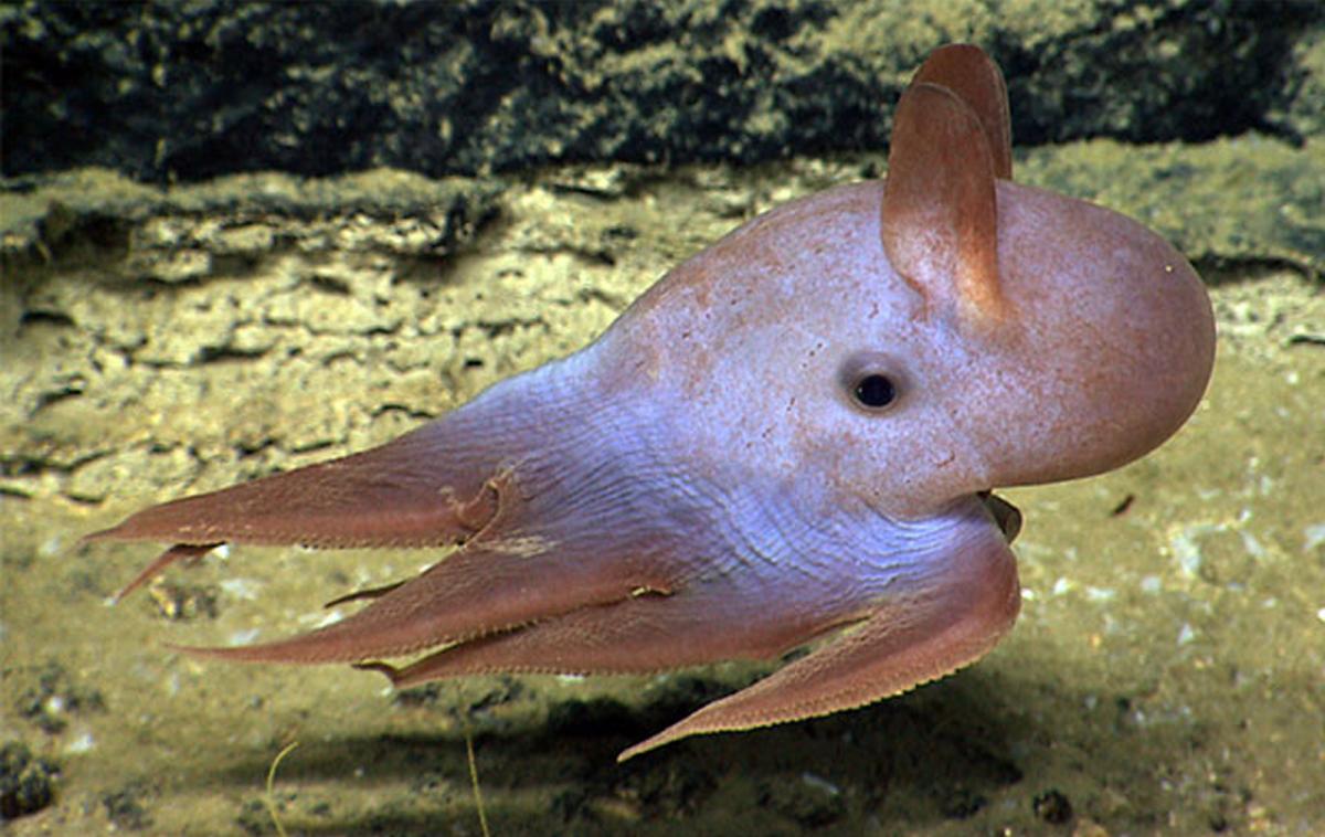 Unique Facts And Information: Dumbo octopuses - weird and Creepy