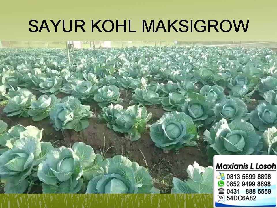 MaxiGrow Plus: Cara Cerdas Memanfaatkan Limbah Kolam Ikan untuk ...