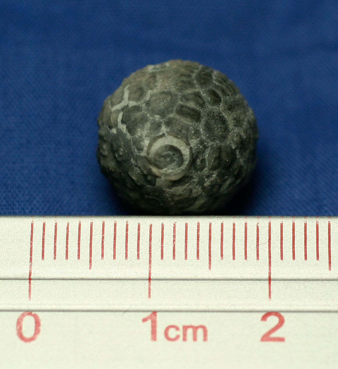 Louisville Fossils and Beyond: Eucalyptocrinus elrodi Crinoid Calyx Fossil