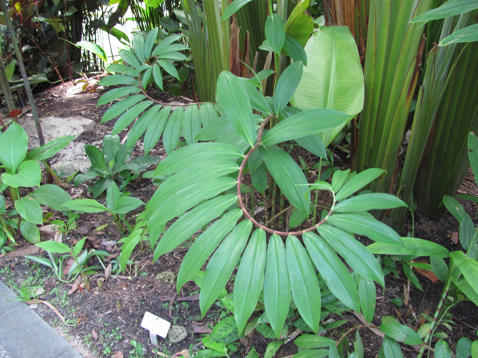 We Love to Travel!: Singapore Botanical Garden