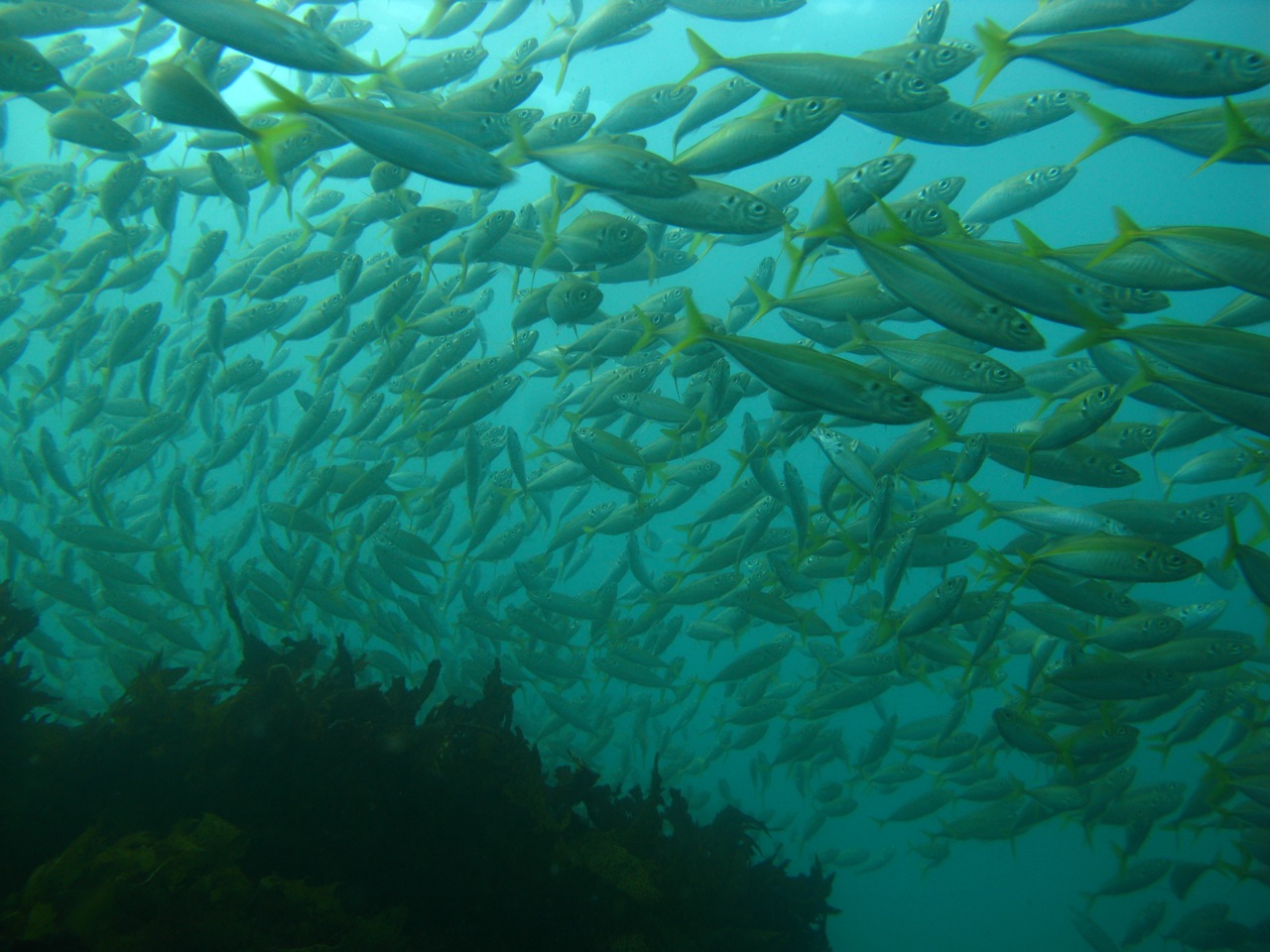 Davey Jones' Locker: Yellowtail Scad - Trachurus novaezelandiae