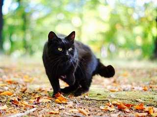 7 Fakta Menarik Tentang Kucing Hitam | TVSoax
