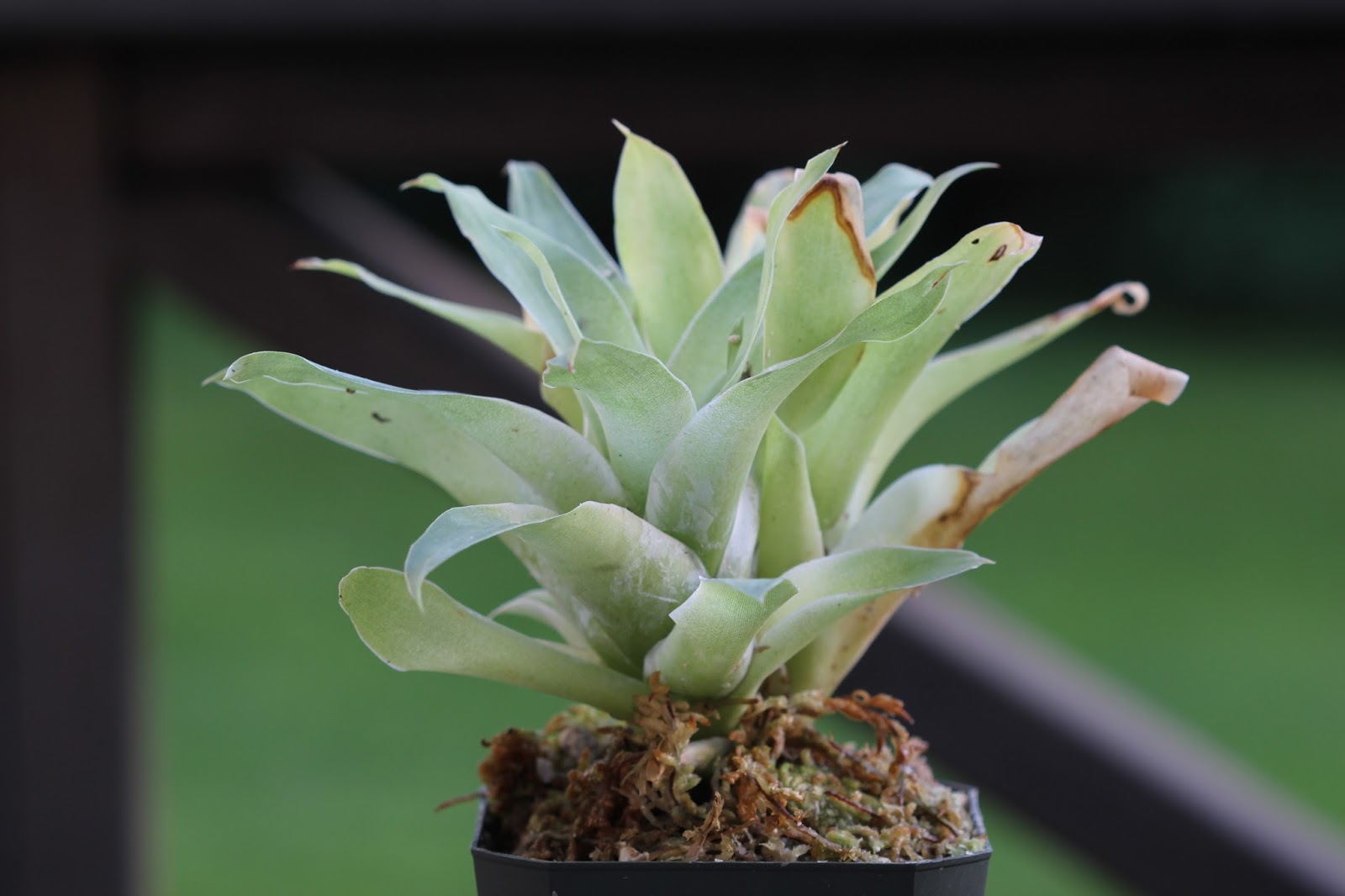 Catopsis berteroniana: One of the few (known) carnivorous bromeliads ...