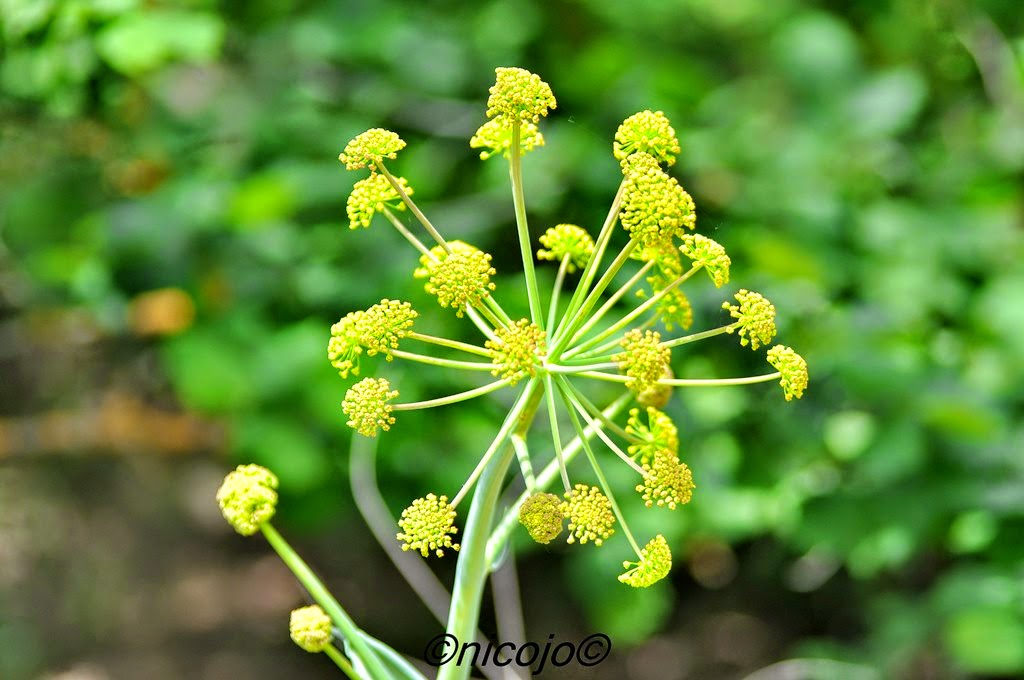 Foto's en korte verhalen uit Spanje: Thapsia villosa (Umbellifera / sub ...