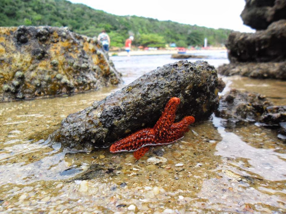 BIOFLAGRANTES*: ECOSSISTEMA DE COSTÃO ROCHOSO