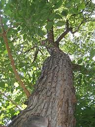 Lenin Cardozo - Entrevistas / Artículos / Videos: La triste suerte de ...