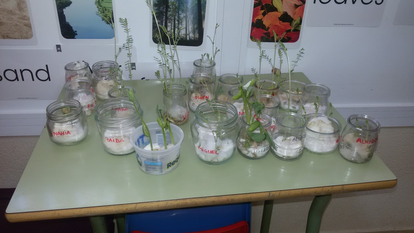 Primaria Beata Filipina: Experimento de las plantas