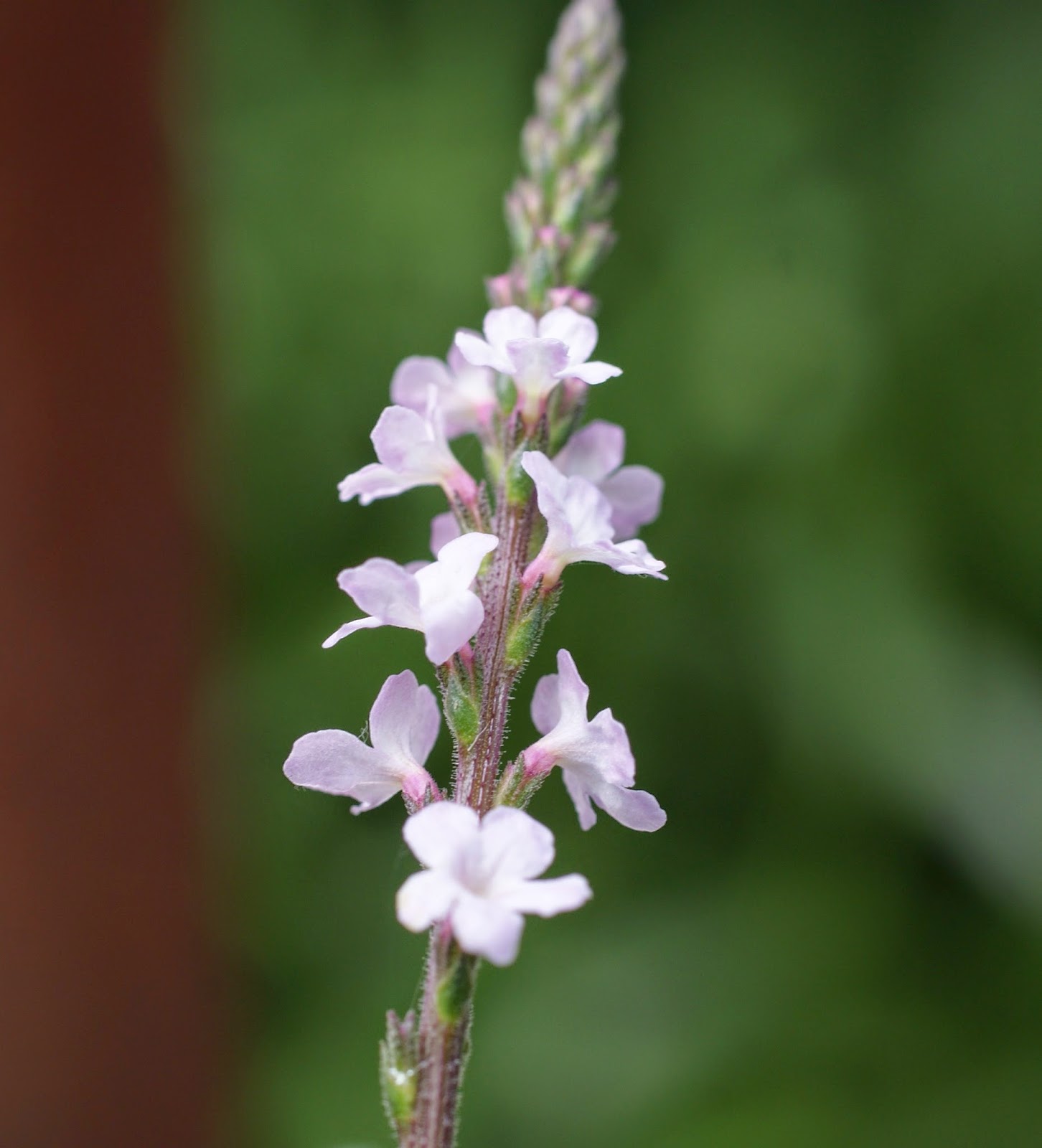 HORTA À PORTA: VERBENA SIMPLEX (VERBENA, NARROW-LEAVED VERVAIN ...