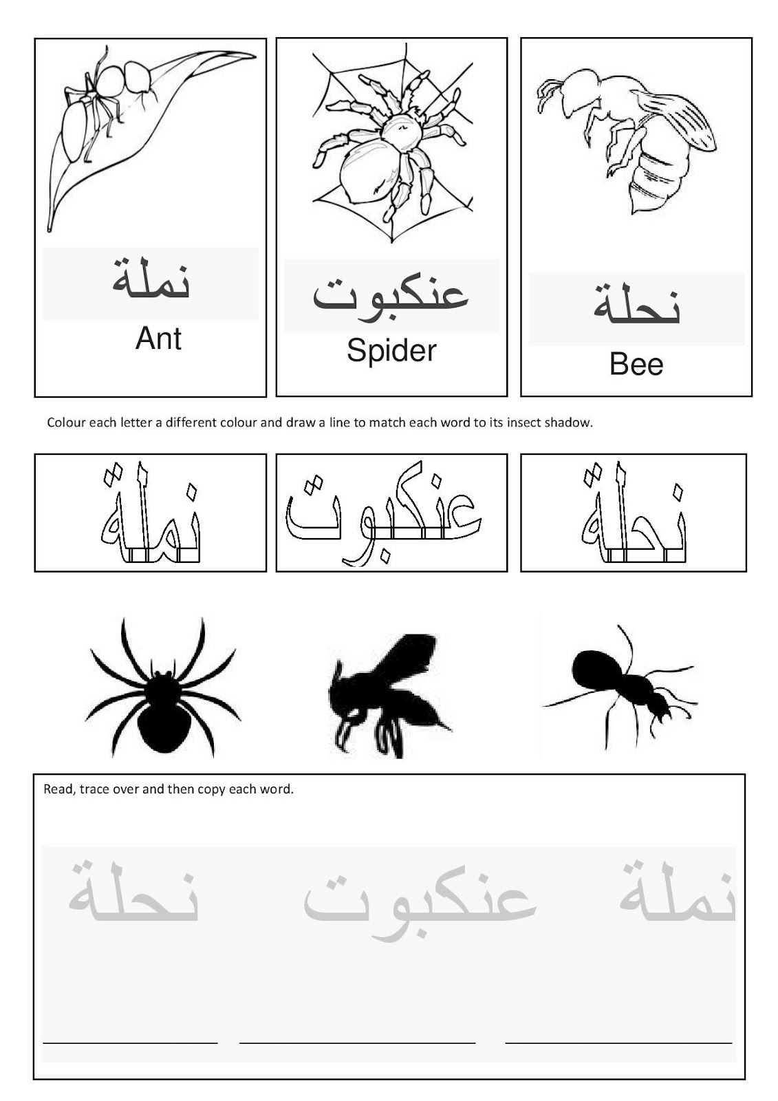 a muslim homeschool: Arabic insects