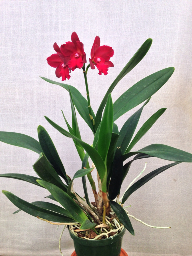 Rhyntonleya Scully's Tipperary 'Orchidlibrary' AMOSROC ...