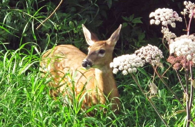 Facing Autism in New Brunswick: April 2014