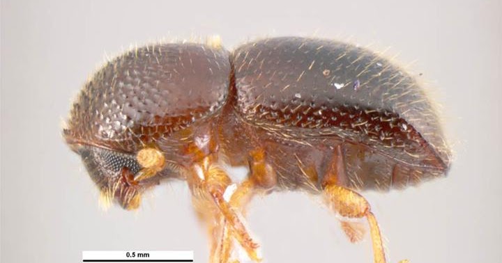 The Praise of Insects: Cook Islands Insect Expedition: Black Twig Borer