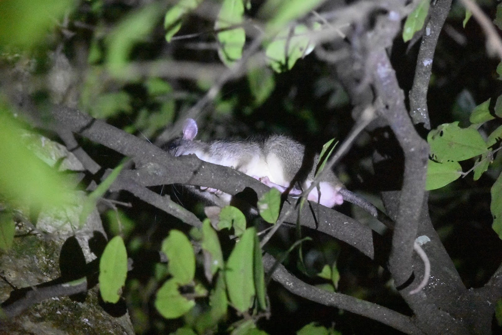 9001mammals: GIANT WHITE-TAILED RAT