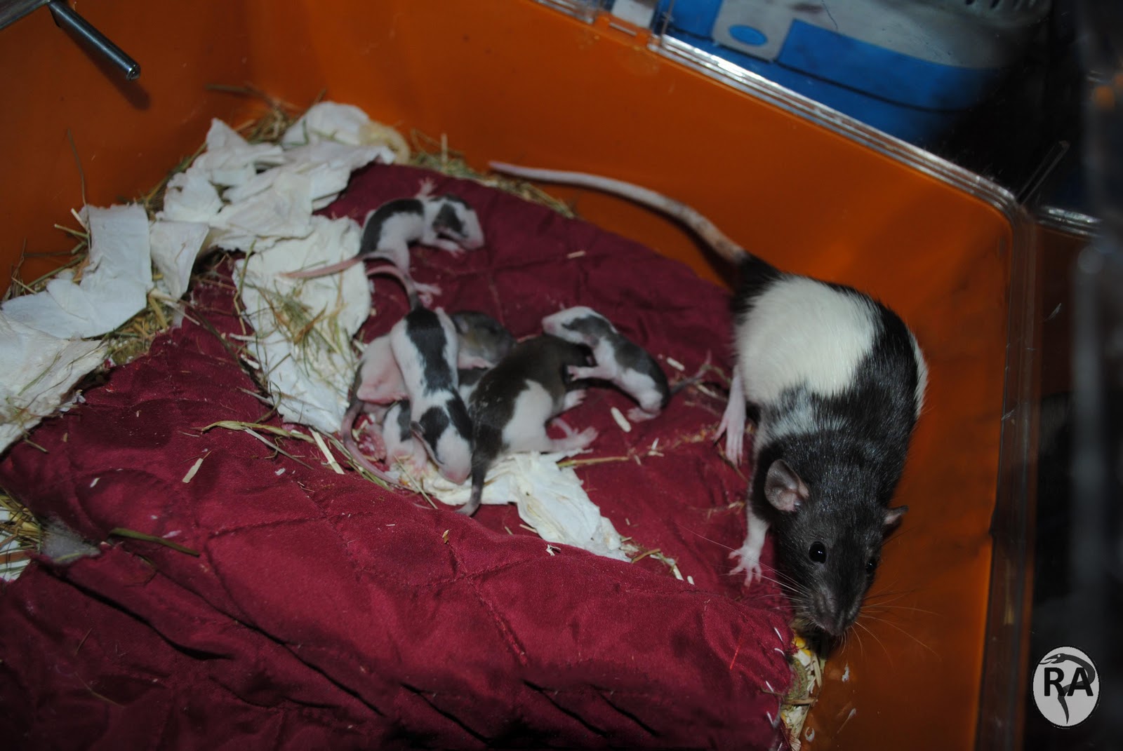 Photographies du Monde Animal: Mammifères