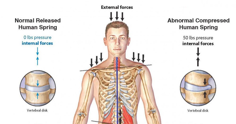 Macam macam Sendi Dan Letaknya, Fungsi Sendi, Arah Gerak Sendi Serta ...