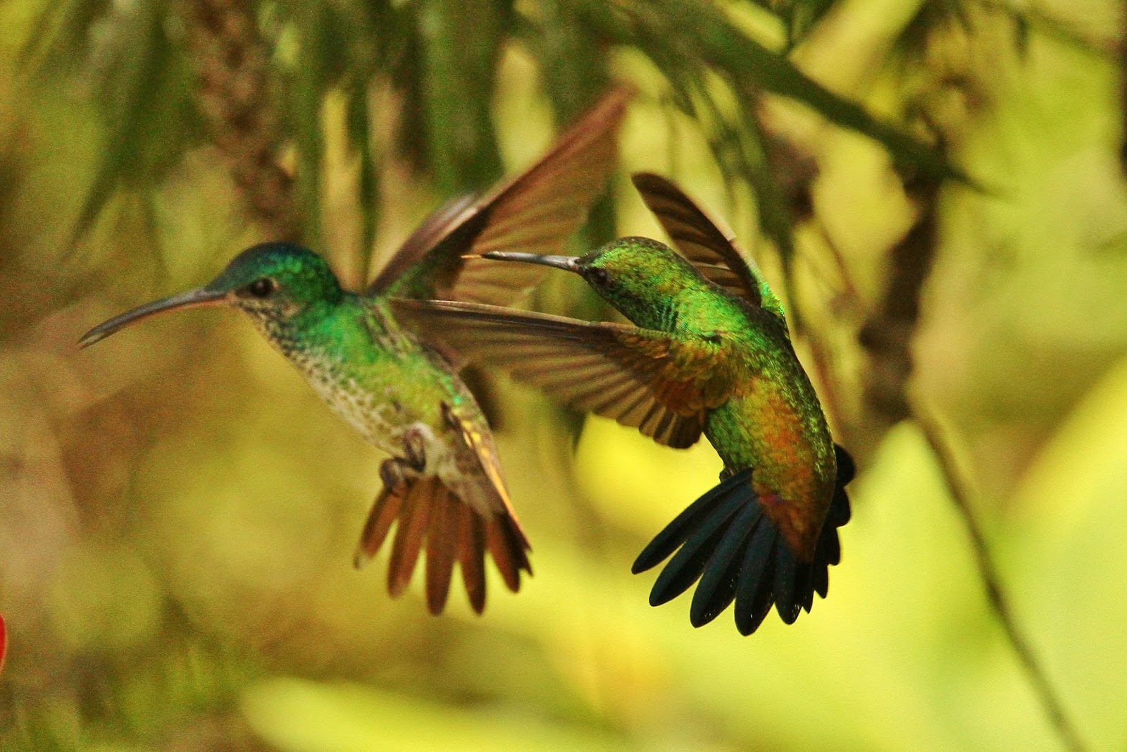 Nuestro bello mundo...: Hummingbids, Colibris, Part 5, - Pictures taken ...